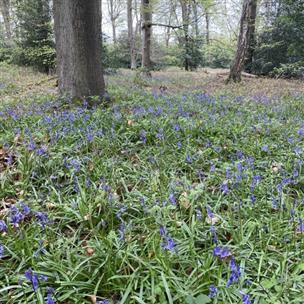 19.09 acres, Lower Wood, Wigginton, near Tring, Hertfordshire - UKLAF