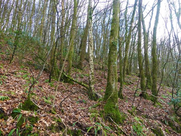 7.16 acres, Woodland for Sale Cob Wood, Llandysul, Carmarthenshire ...