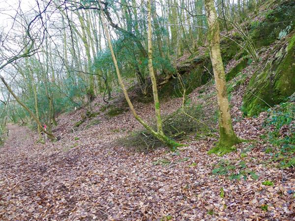 7.16 acres, Woodland for Sale Cob Wood, Llandysul, Carmarthenshire ...