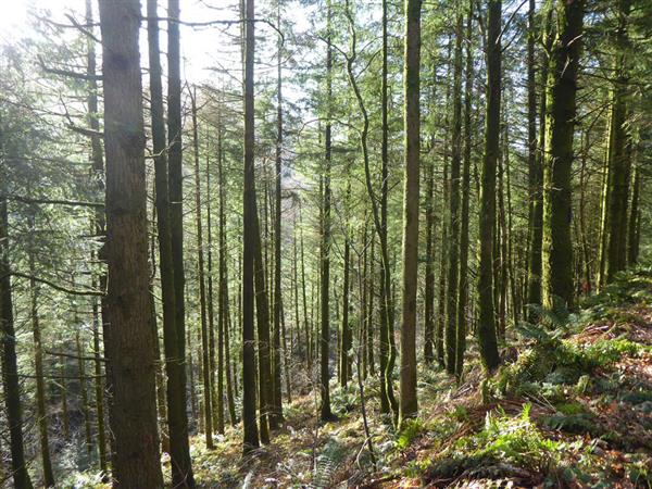 5.64 acres, Woodland for sale, Coed Graig Goch, Tywyn,, North Wales