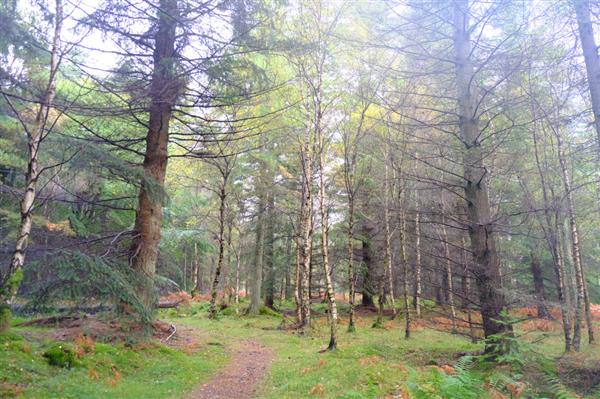 4.5 acres, Sauchen, Aberdeenshire, Highlands and Islands - UKLAF